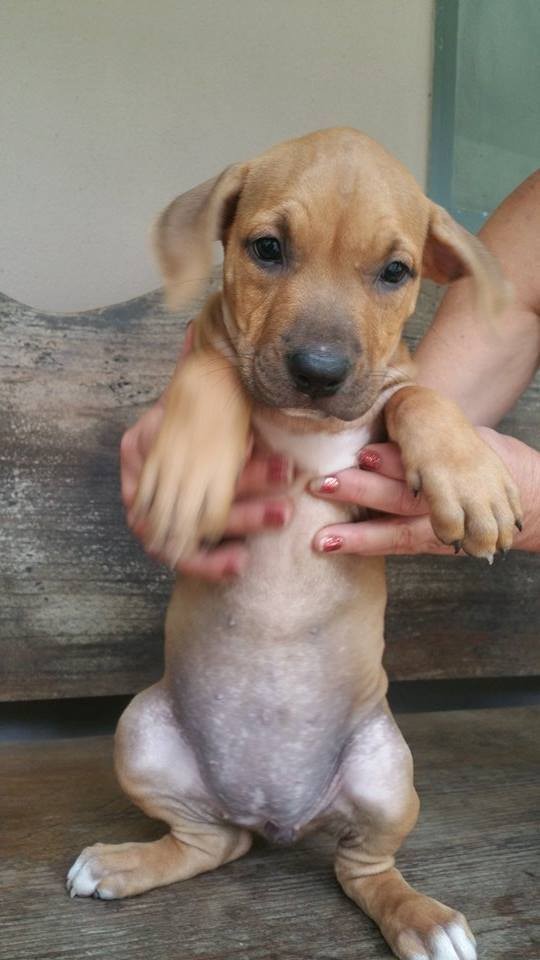 Yellow Ribbon - Medium Female Staffy Mix Dog in NSW - PetRescue