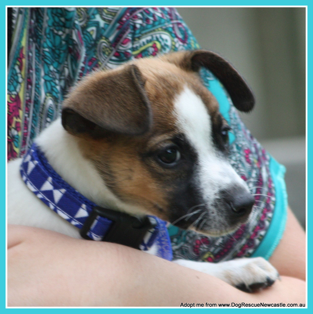 Sammy (On Trial 11/1/15)~ Jrt x Mini Foxy puppy - Small Male Jack ...