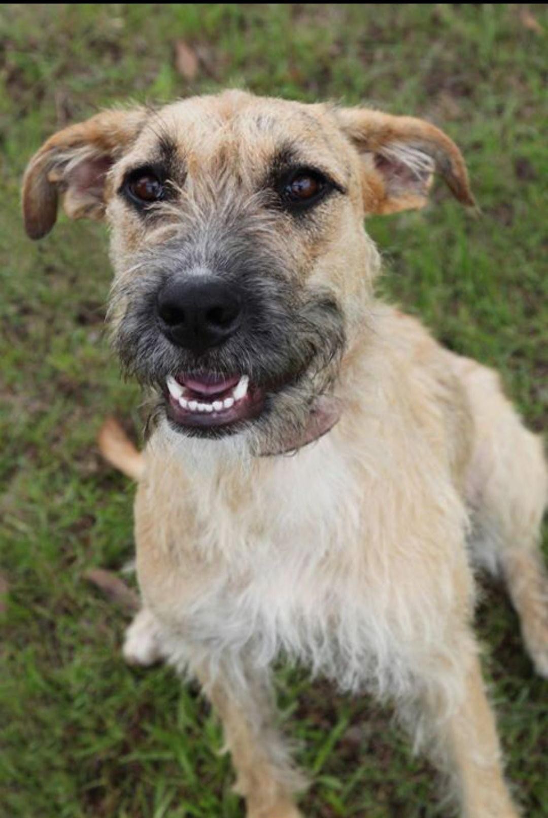 Bindi - Large Female Great Dane x Irish Wolfhound Mix Dog in NSW ...