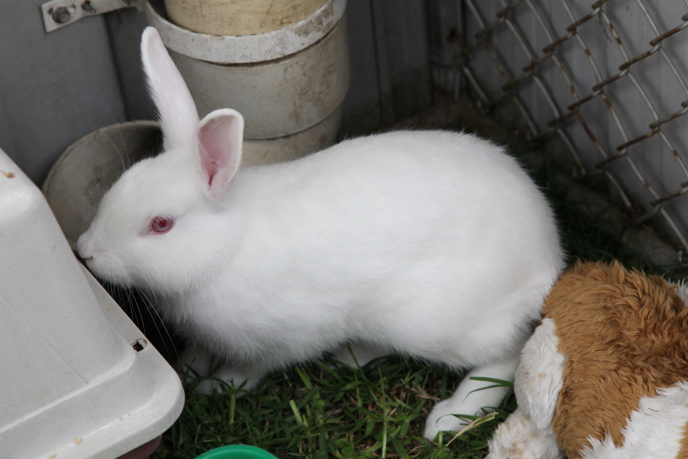 Carlos - Male Netherland Dwarf x Rex Mix Rabbit in NSW - PetRescue