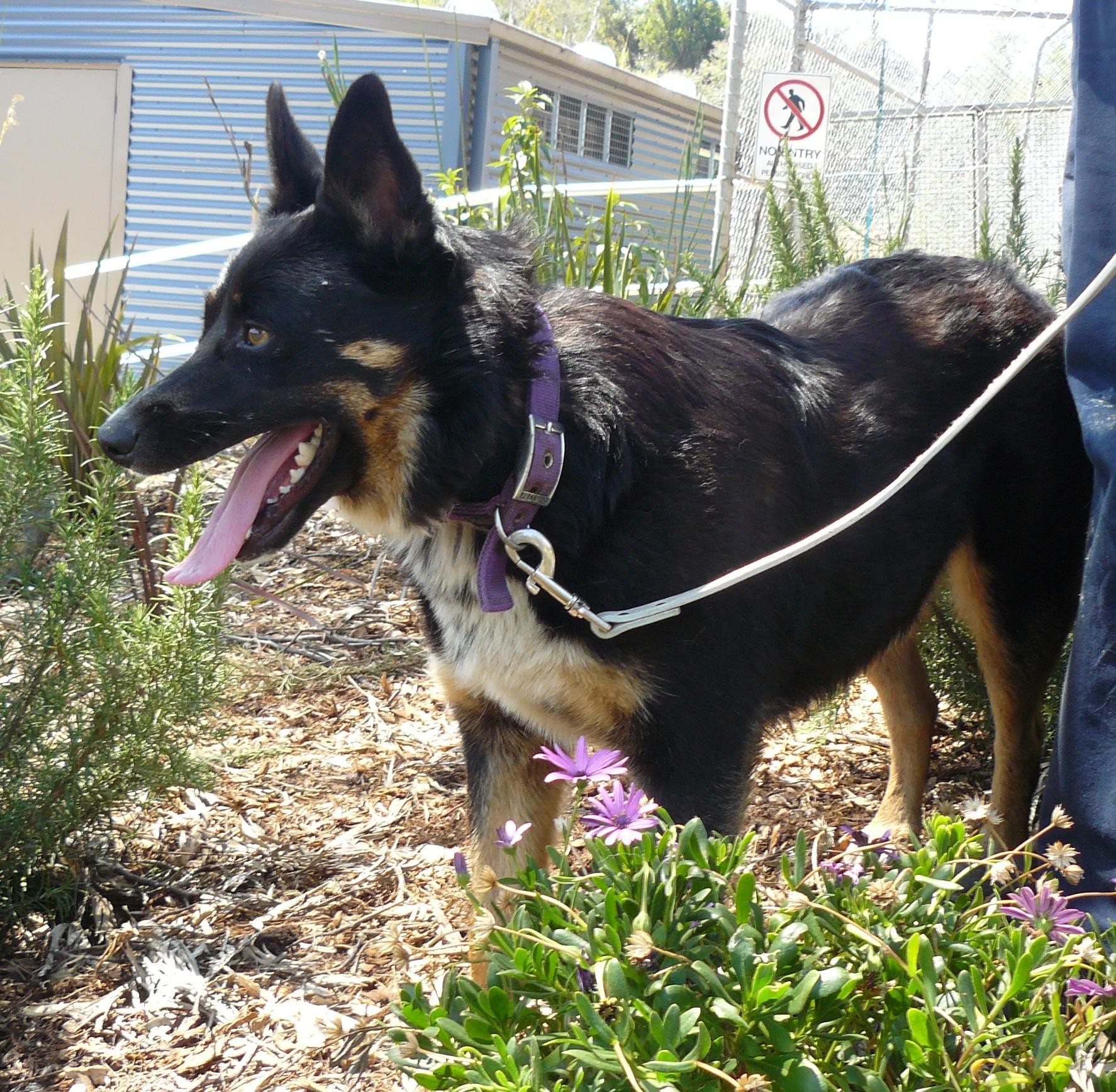 Loki - Large Male Mastiff x Rottweiler Mix Dog in QLD - PetRescue