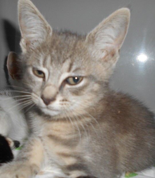 Bobbi - Female Manx Mix Cat in QLD - PetRescue