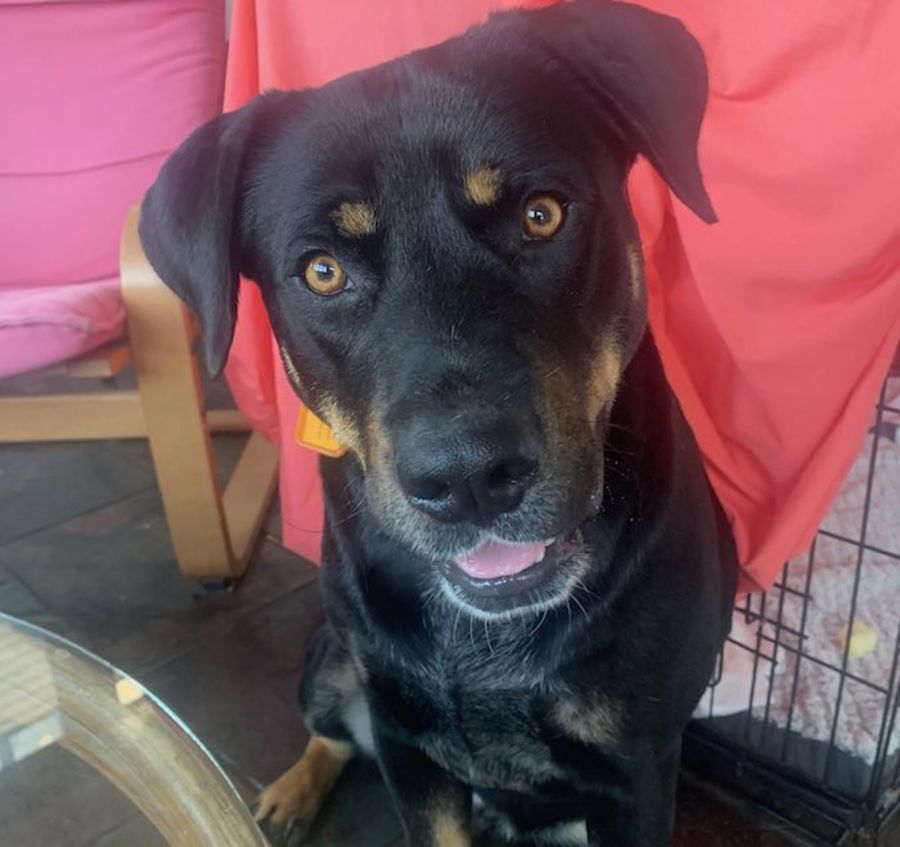 Gordon - Medium Male Rottweiler Mix Dog in QLD - PetRescue