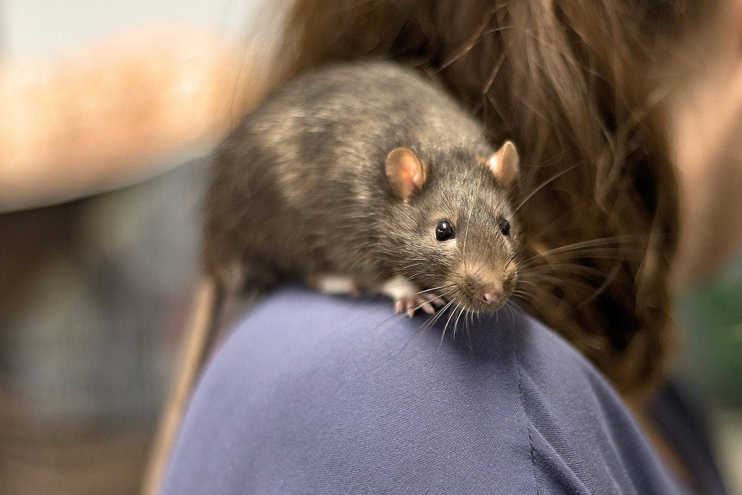 Palmer - Male Rat Mix Rodent in QLD - PetRescue