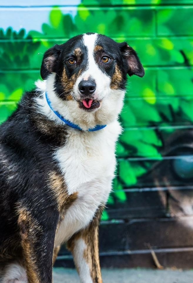 Prince ** Just A Delightful Boy ** - Large Male Border Collie Mix Dog ...