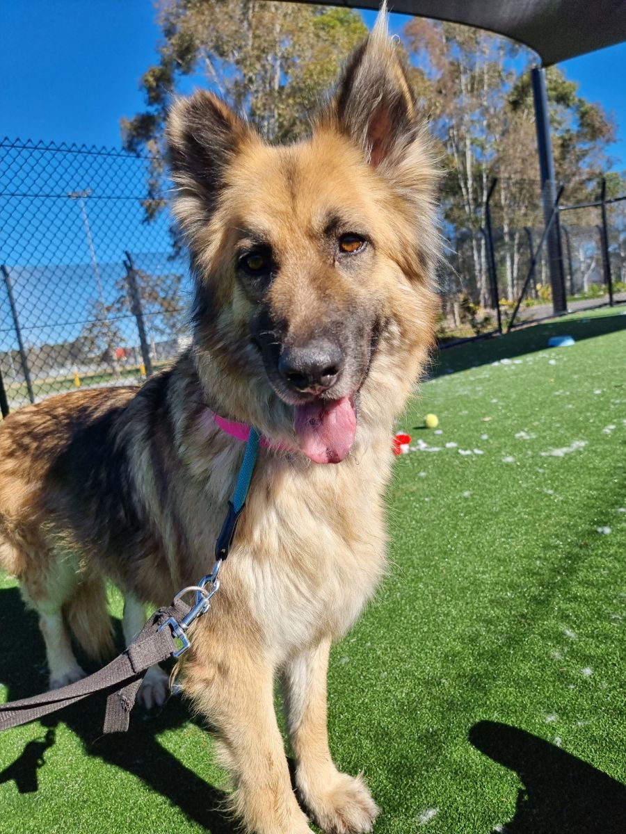 Adele imp 815 - Large Female German Shepherd Dog in NSW - PetRescue