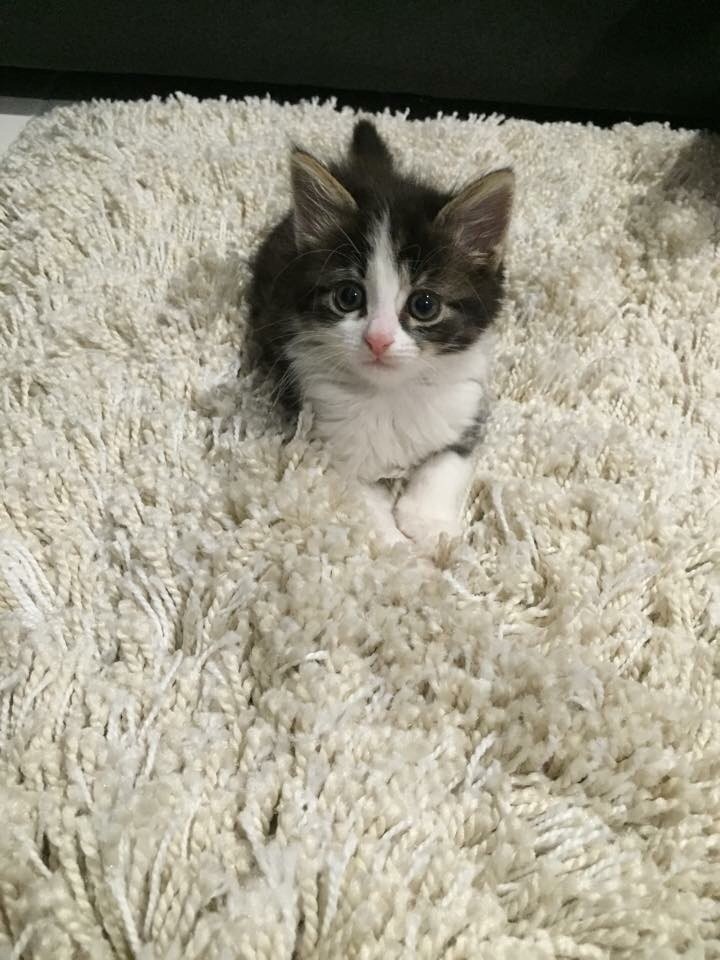 Shiloh ~ Little Miss Inquisitive - Female Domestic Medium Hair Cat in ...