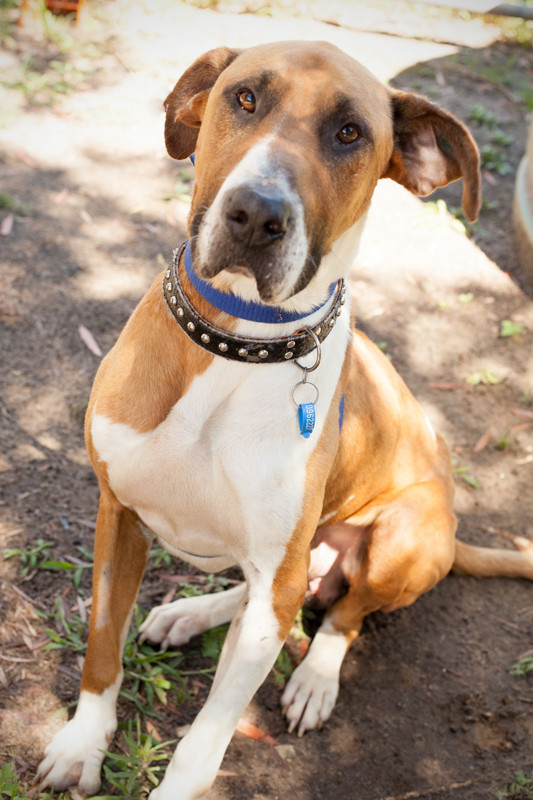 Titan - Medium Male Mastiff x Rhodesian Ridgeback Mix Dog in NSW ...