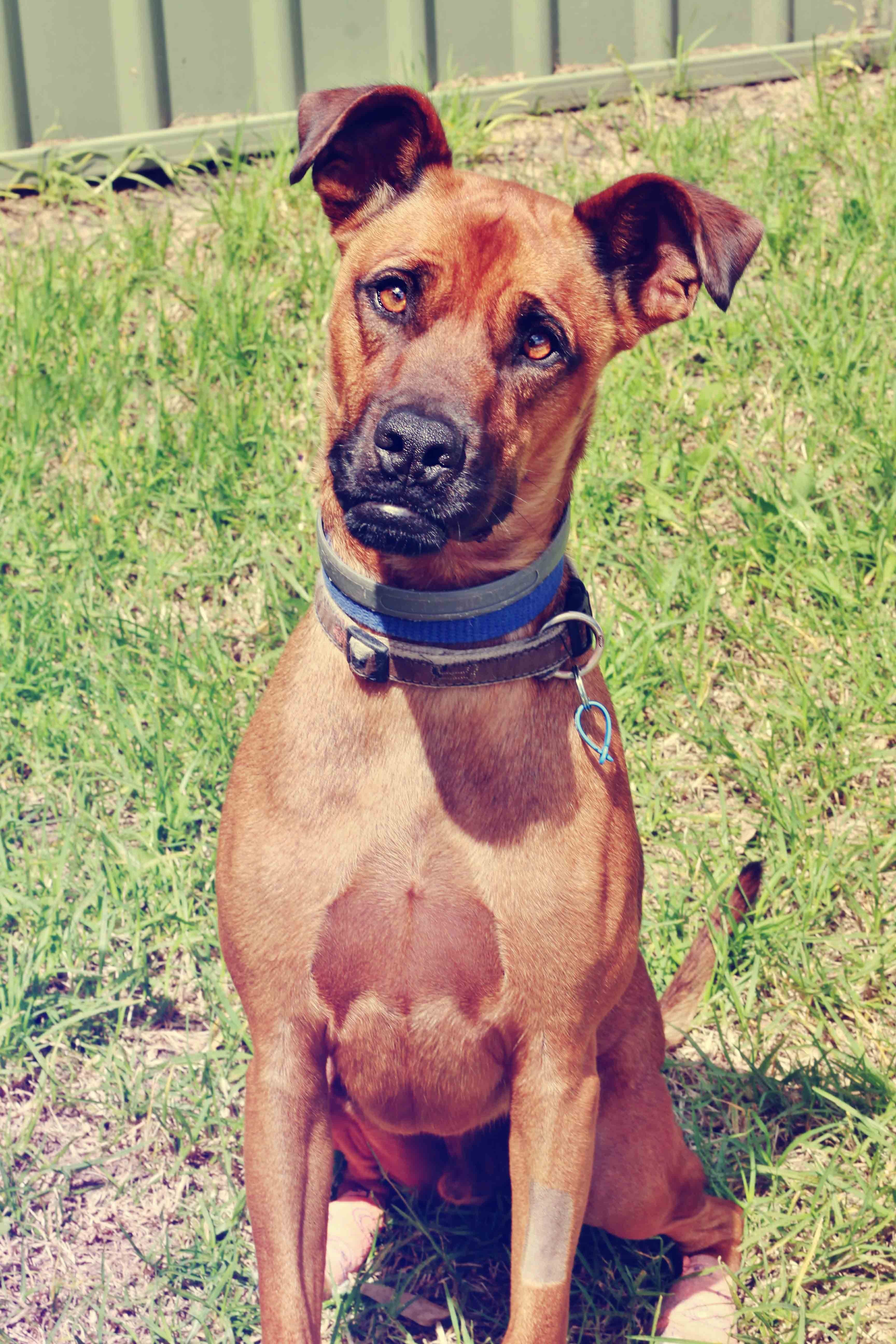 Kohu - Large Male Australian Cattle Dog x Rhodesian Ridgeback Mix Dog ...