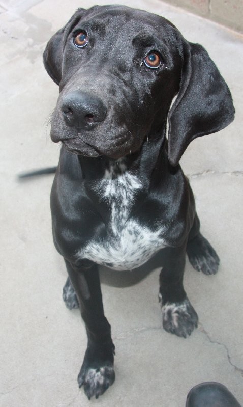 Tessa - Large Female Great Dane x Pointer Mix Dog in QLD - PetRescue