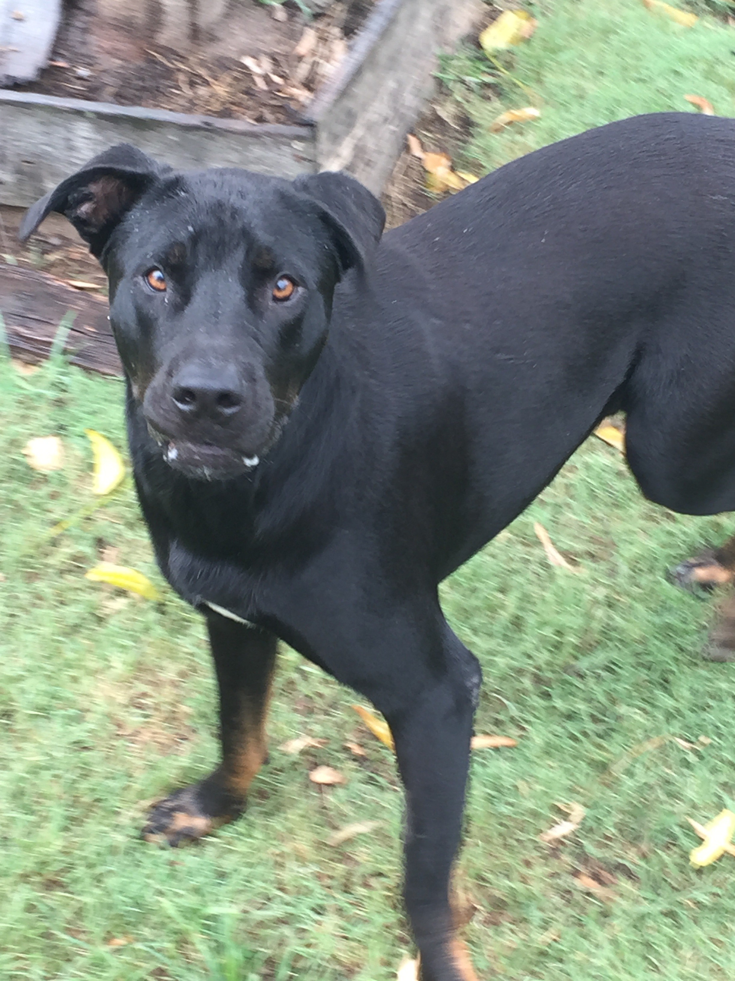 Sam - Large Male Rottweiler x Labrador Retriever Mix Dog in QLD - PetRescue