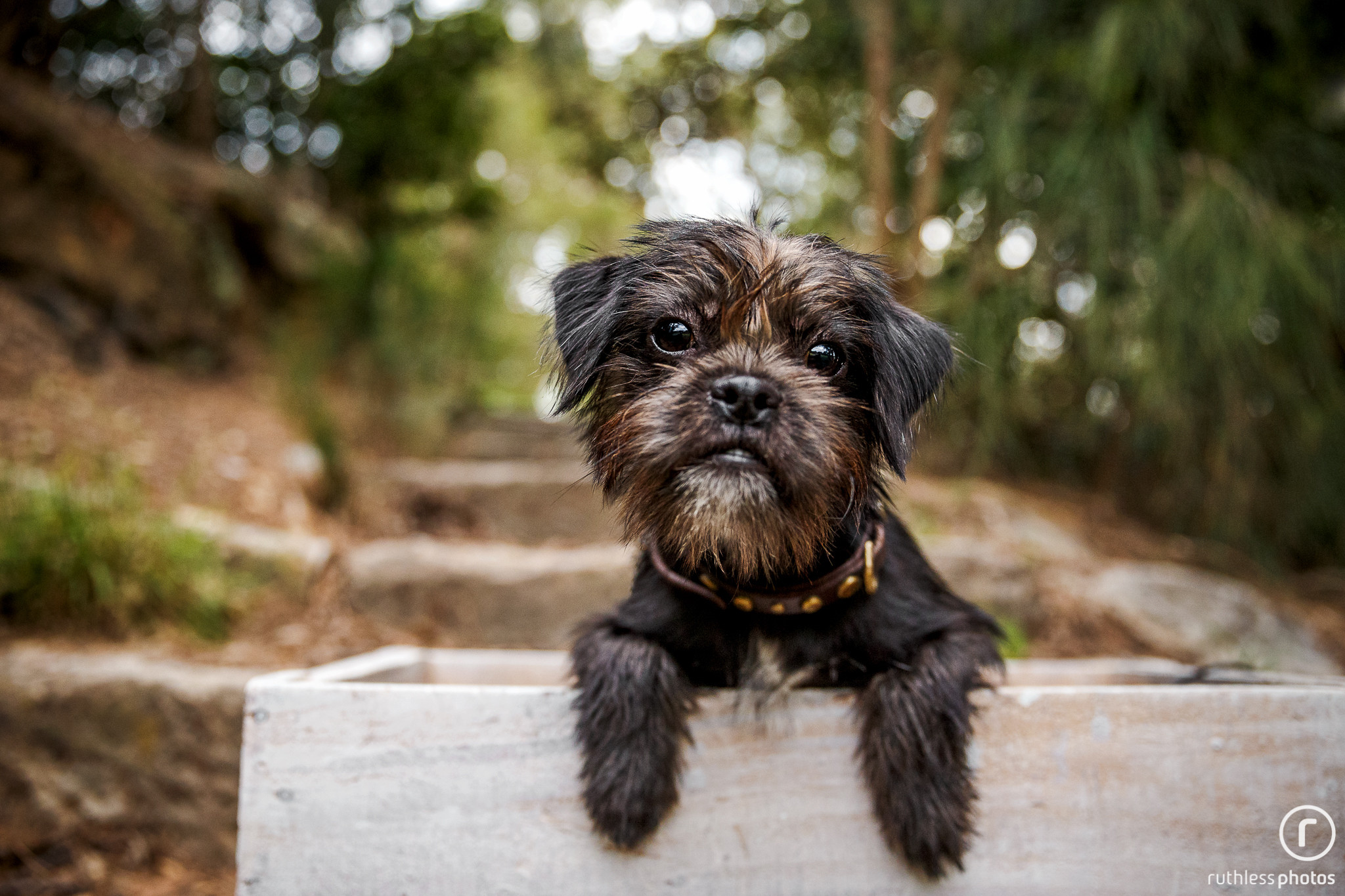 Ewok - Small Female Mixed Breed Dog in NSW - PetRescue