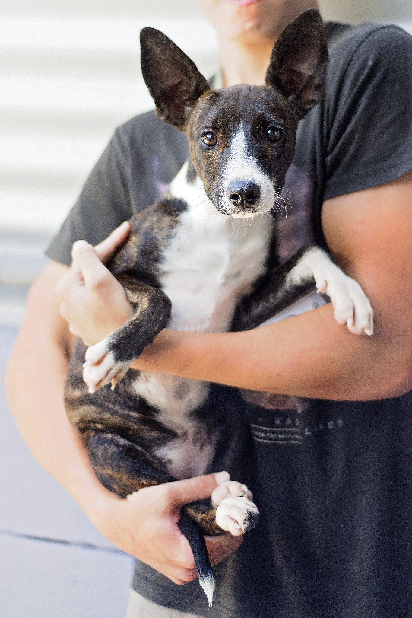Whistle - Medium Female Basenji x Staffordshire Bull Terrier Mix Dog in ...