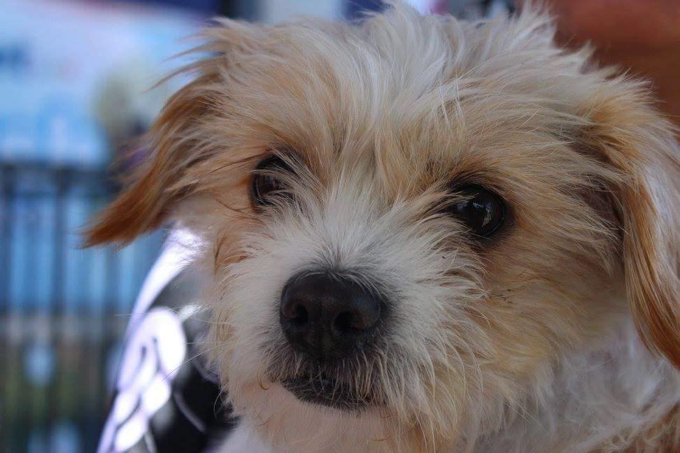 Honey D0333 - Small Female Jack Russell Terrier x Shih Tzu Mix Dog in ...