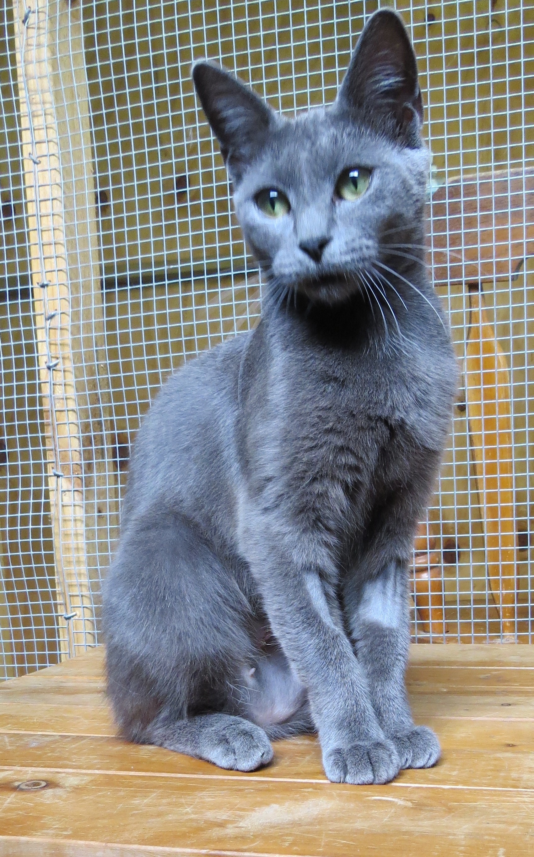 Zoe - Female Russian Blue Mix Cat in QLD - PetRescue