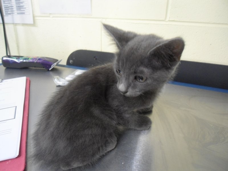 Bob - Male Manx Mix Cat in QLD - PetRescue