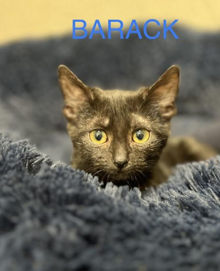 Barack - Male Domestic Short Hair Cat in NSW - PetRescue