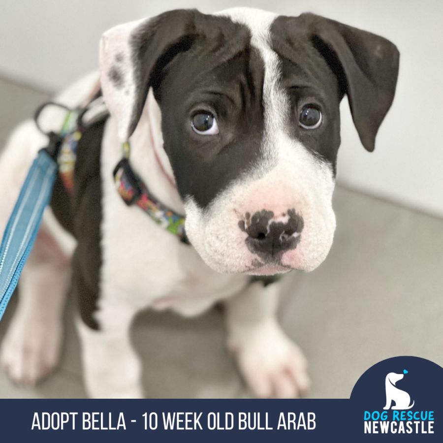 Bella - 10 Week Old Bull Arab - Large Female Bull Arab Dog in NSW ...
