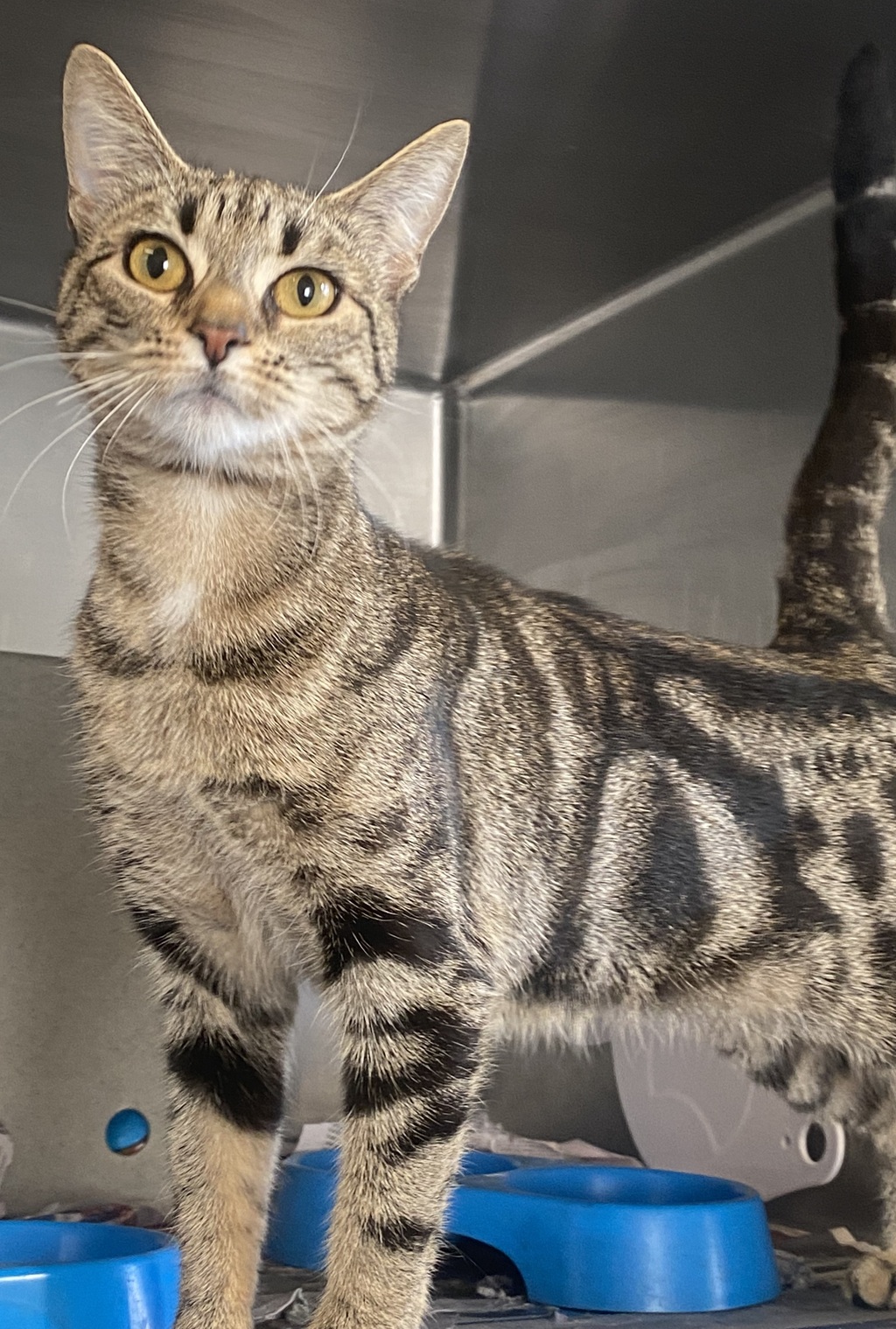 Jinx - Female Domestic Short Hair Mix Cat in VIC - PetRescue