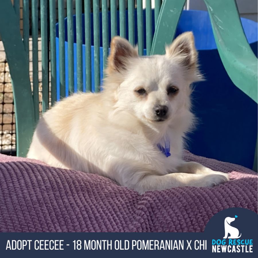 CeeCee 🎀 Pom x Chihuahua (On Trial 15/7/23) - Small Female Pomeranian x ...