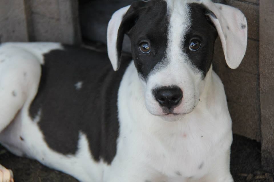 Geoff - Medium Male Bull Arab Dog in VIC - PetRescue