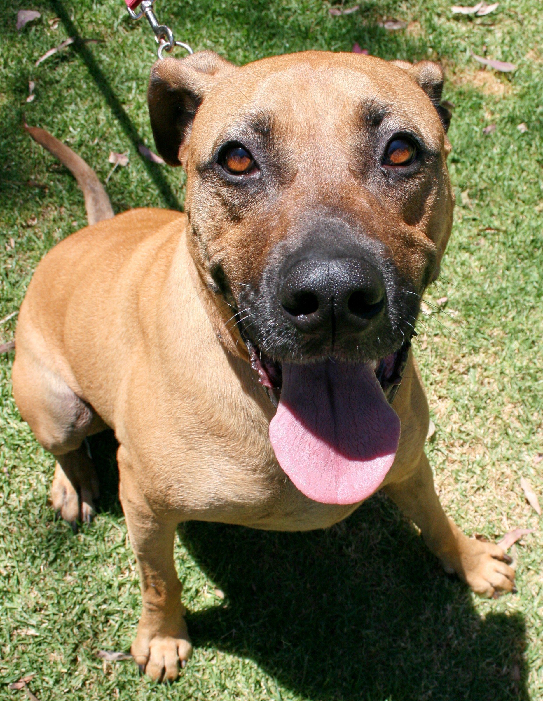 Buffy - Large Female Mastiff x Rhodesian Ridgeback Dog in WA - PetRescue