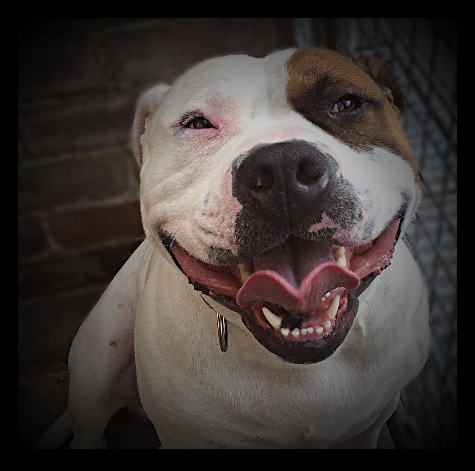 Stanley - Large Male Staffy Dog in VIC - PetRescue