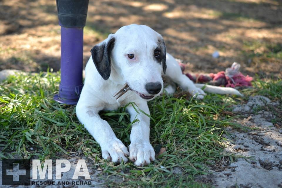 Ariel - Large Female Mastiff x Pointer x Staghound Mix Dog in VIC ...