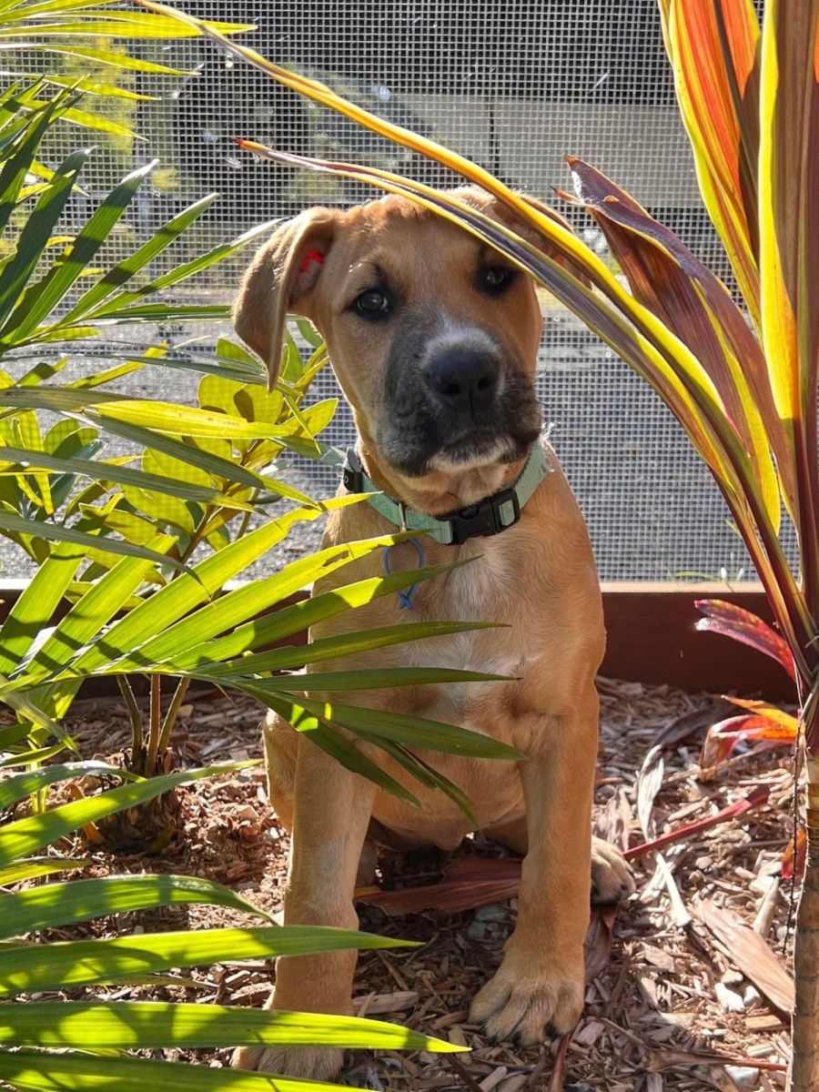 Cinderella - Large Female Rhodesian Ridgeback Mix Dog in QLD - PetRescue