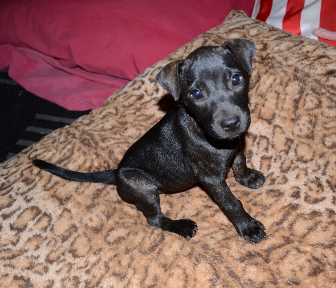 Stephie(ND345) - Medium Female Staffy Mix Dog in WA - PetRescue