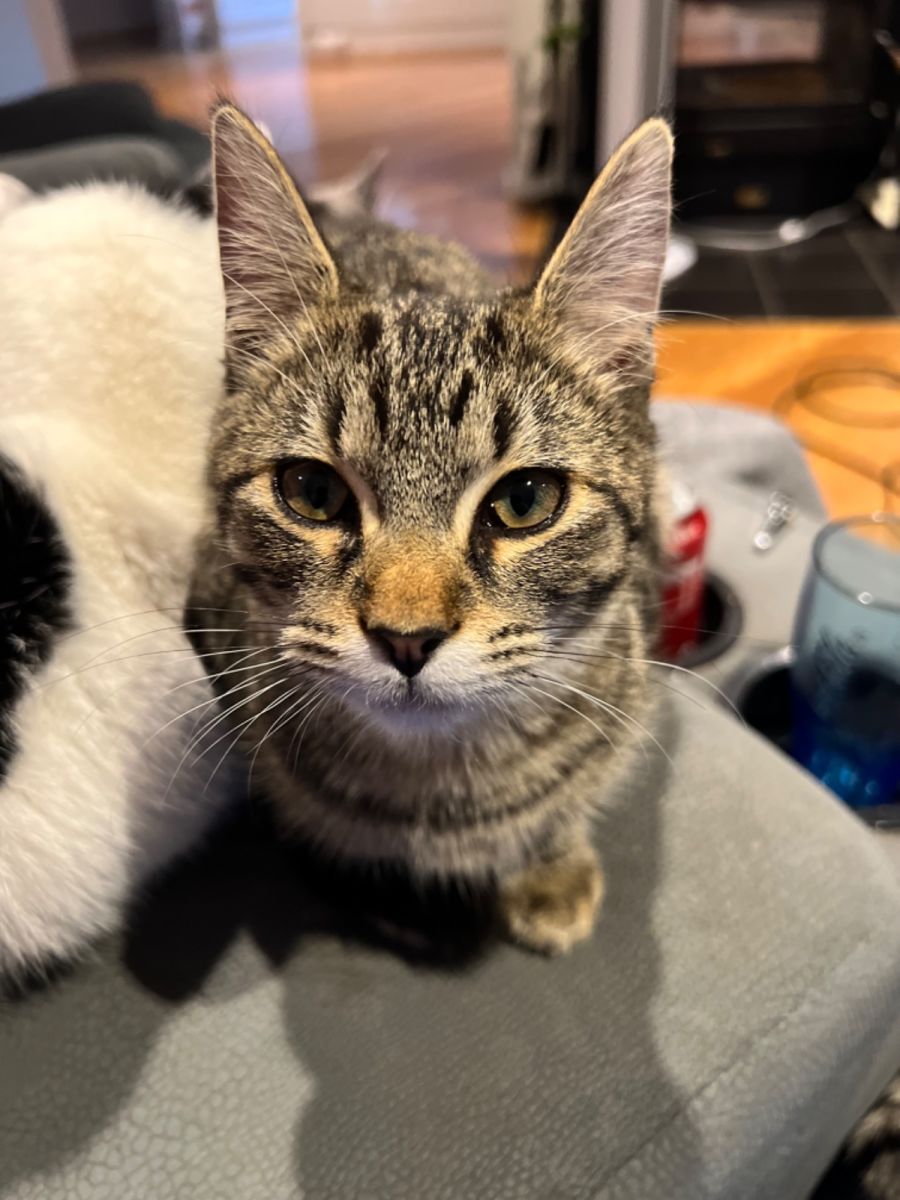 Mrs Tibbles - Female Domestic Short Hair Cat in NSW - PetRescue