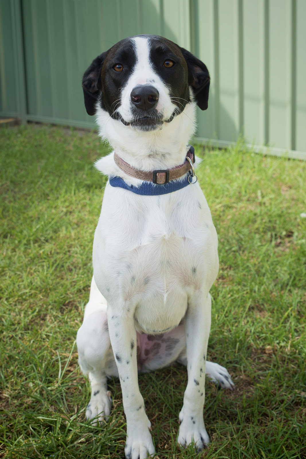 Pepper - Medium Female Pointer Mix Dog in NSW - PetRescue