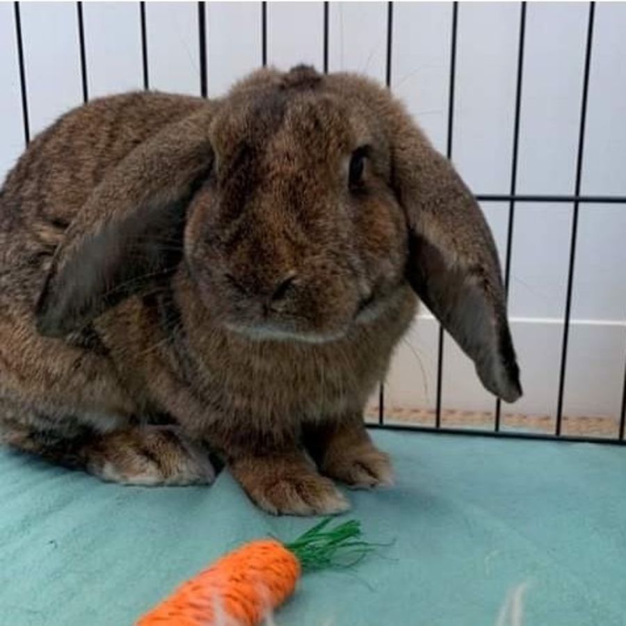 Benji - Male Mini Lop Rabbit in ACT - PetRescue
