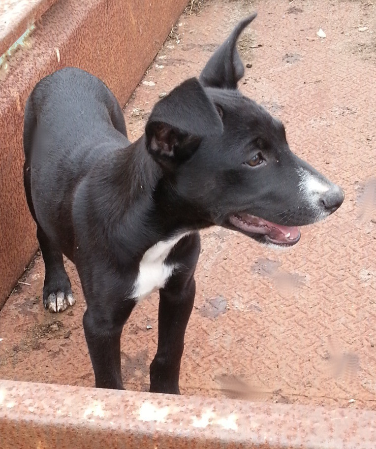 Maggie - Medium Female Border Collie x Boxer x Kelpie Mix Dog in NSW ...