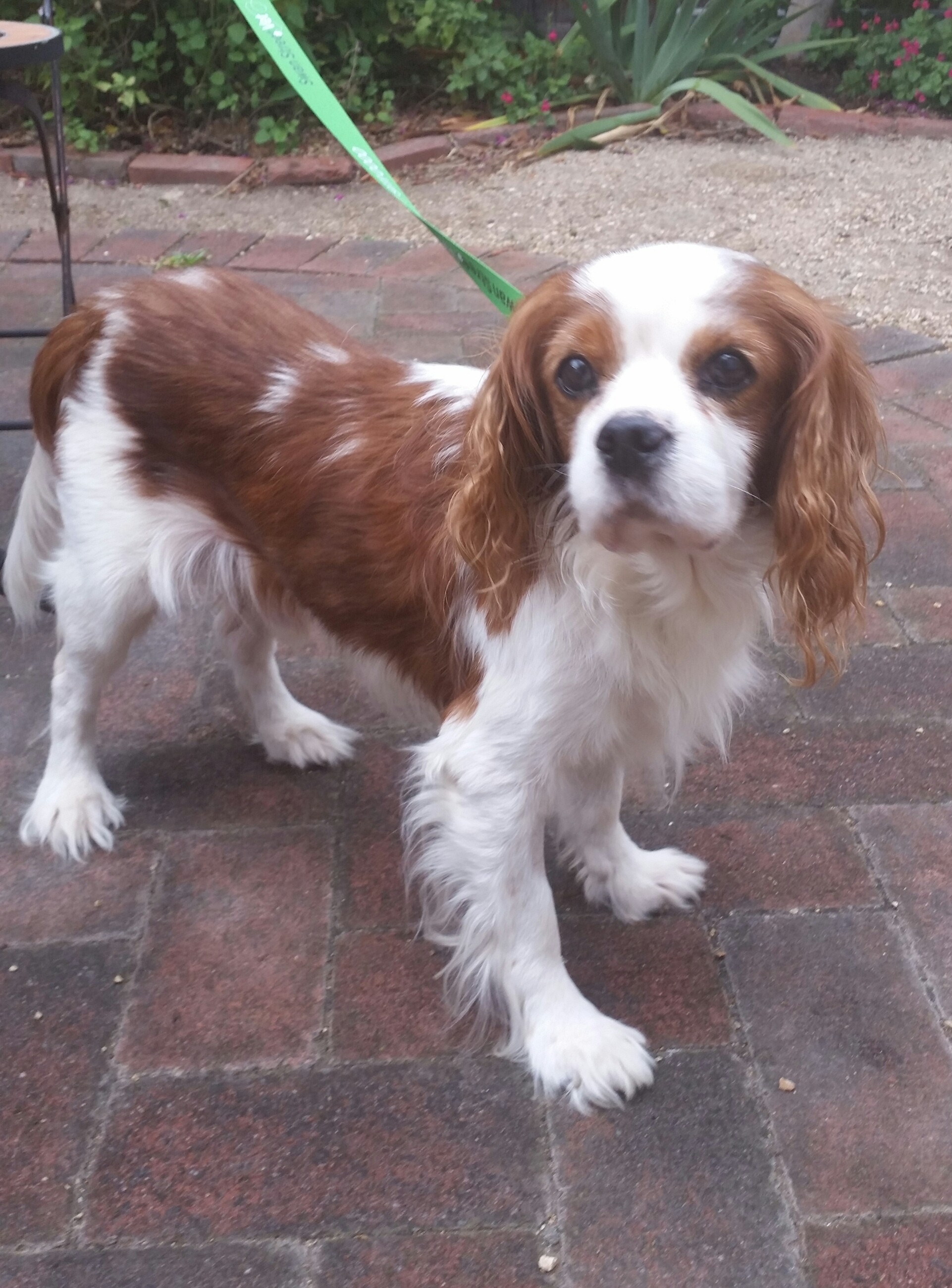 Elfric - Small Male Cavalier King Charles Spaniel Mix Dog in VIC ...