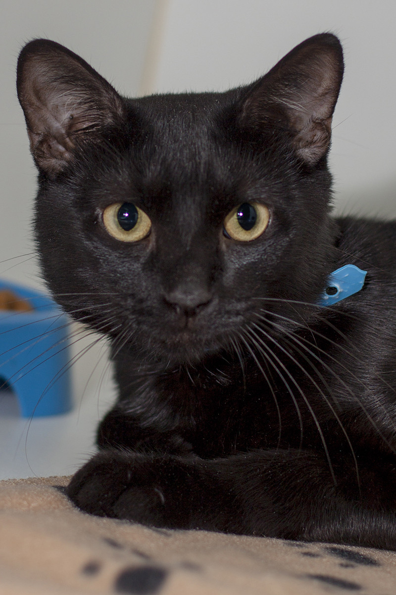 Jayden - Male Domestic Short Hair Mix Cat in QLD - PetRescue