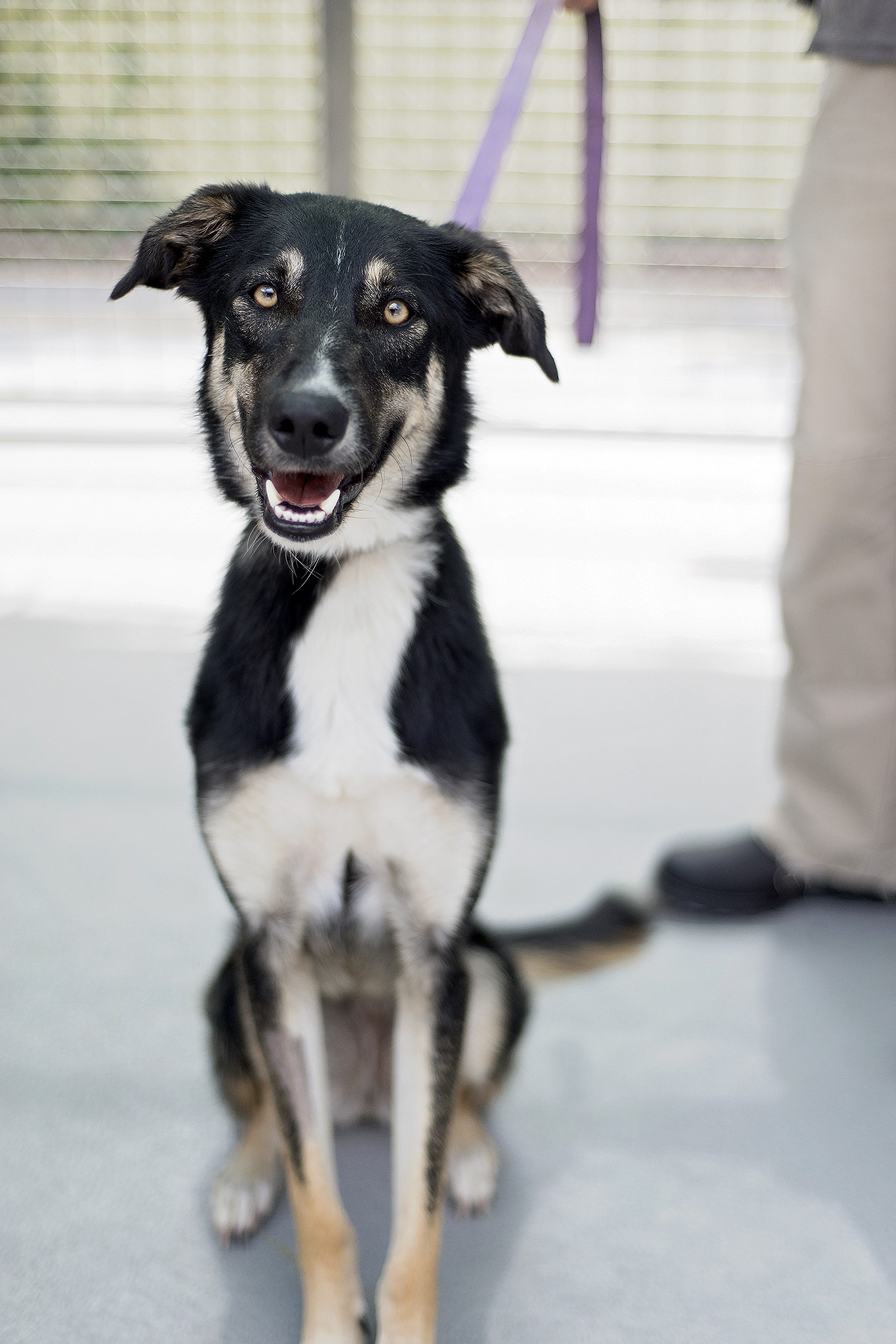 Indy - Medium Female German Shepherd x Saluki Mix Dog in QLD - PetRescue
