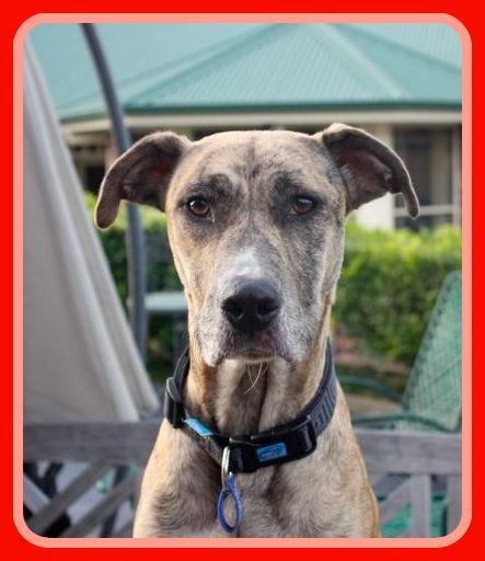 Jemma ~ Greyhound x Mastiff ~ On Trial 2/4/15 - Large Female Greyhound ...