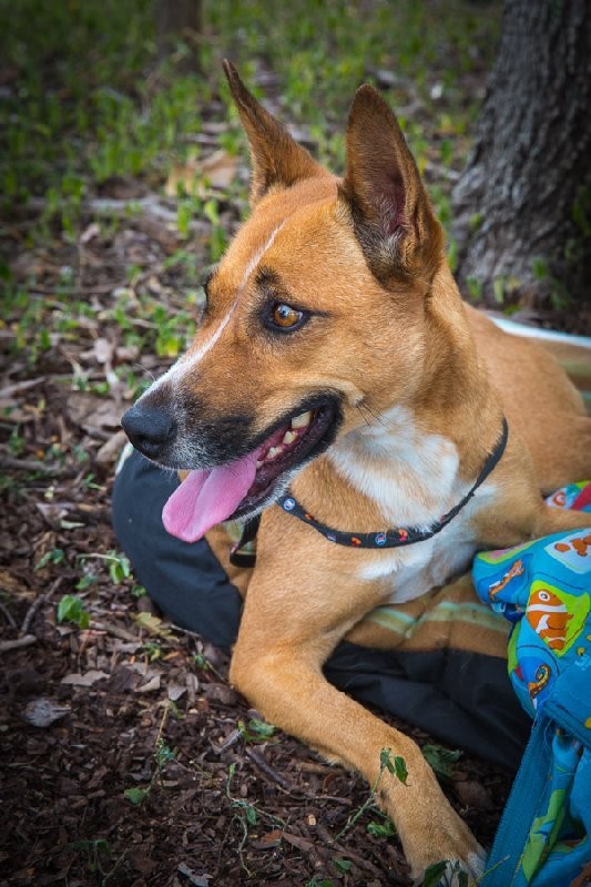 Indy - Medium Female Kelpie x Alaskan Husky Mix Dog in QLD - PetRescue