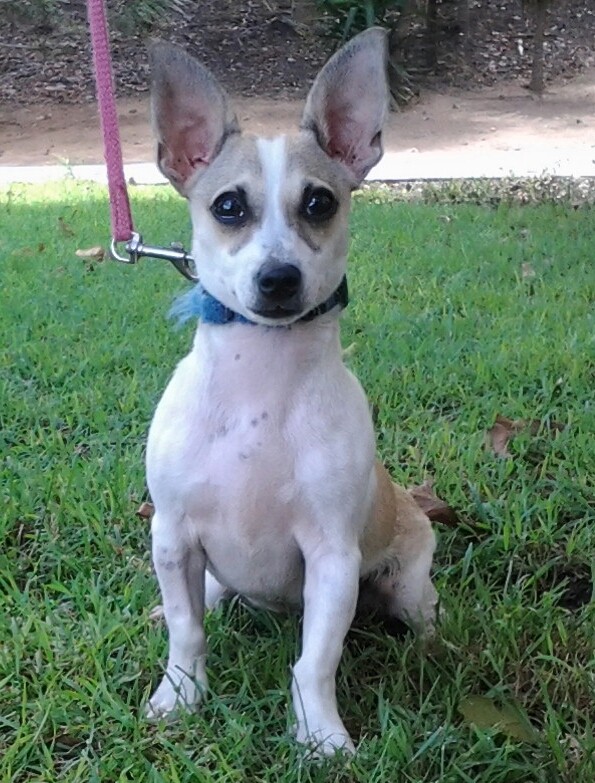 095 1457 Jake - Small Male Mini Foxie / Tenterfield Terrier Mix Dog in ...