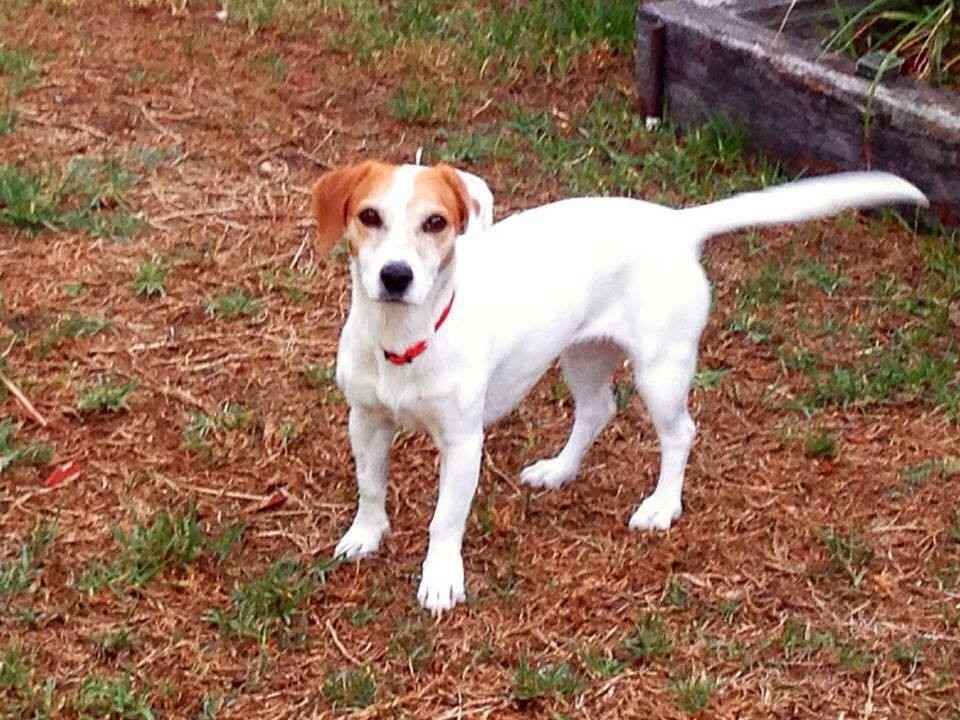 Lilli - Small Female Cross breed Dog in SA - PetRescue