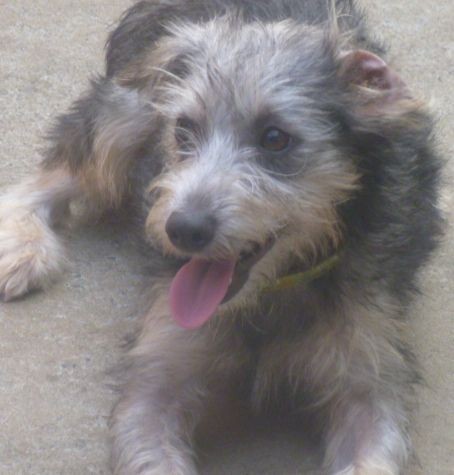 Sienna - Small Female Mini Foxie / Tenterfield Terrier x Poodle ...