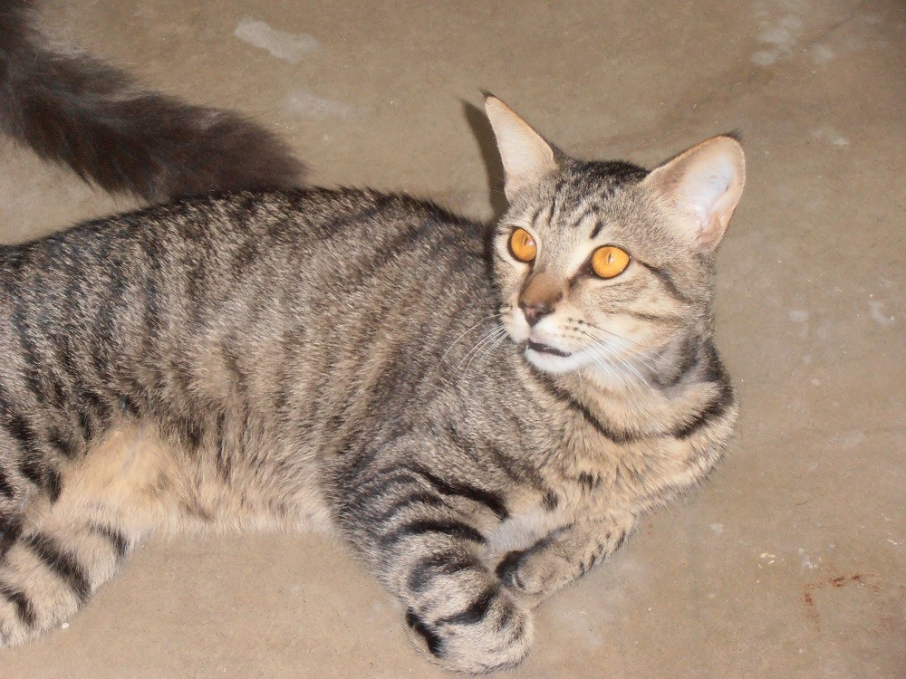 Tiger - Male Domestic Short Hair Cat in QLD - PetRescue