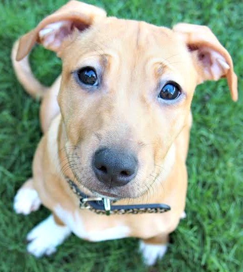 Abigail ~ Staffy x Fox Terrier (On Trial 22/4/15) - Medium Female ...