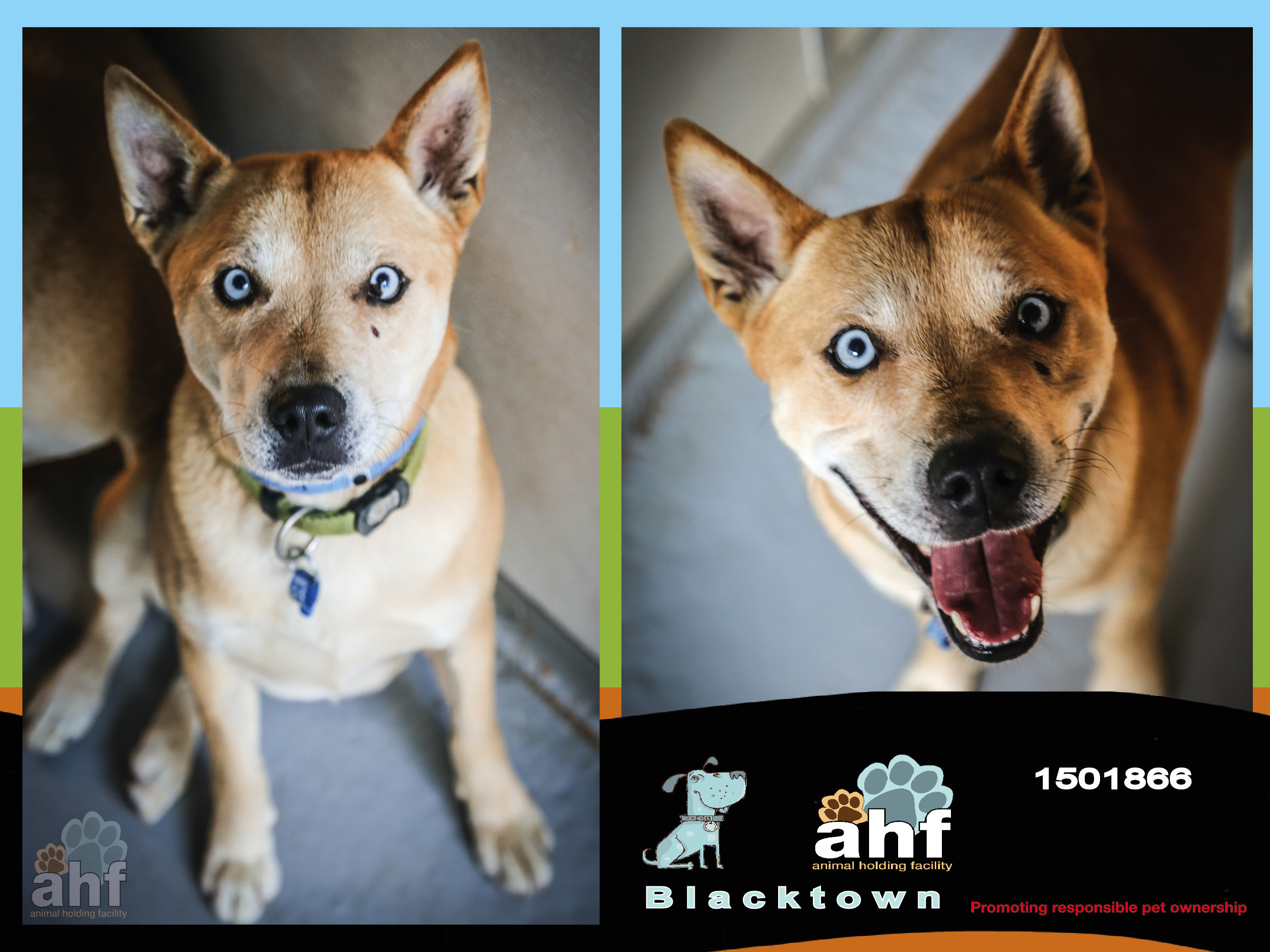 Montee ~ #1501866 - Large Male Siberian Husky x Staffy Mix Dog in NSW ...