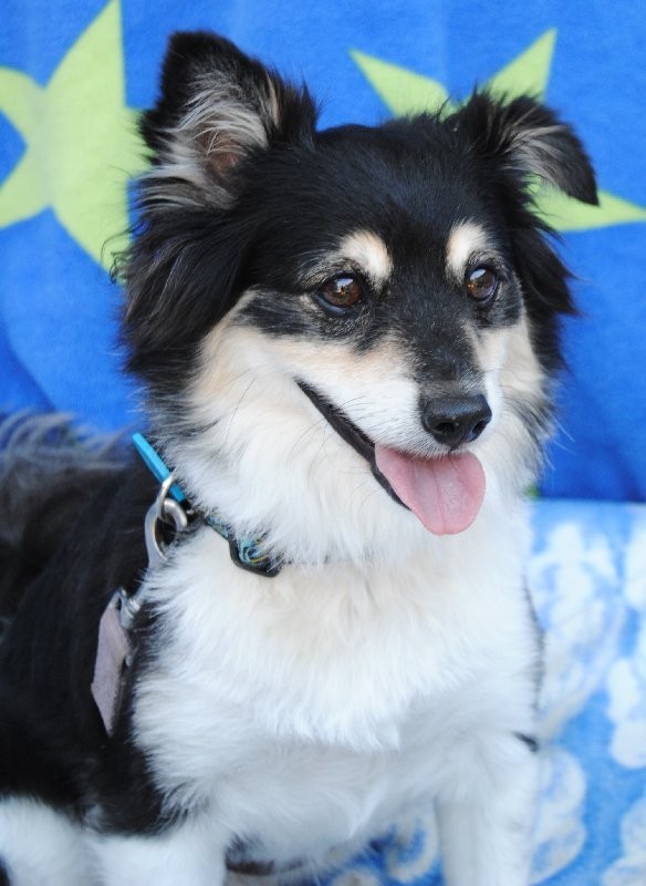 Loxy - Medium Male Border Collie x Pomeranian Mix Dog in QLD - PetRescue