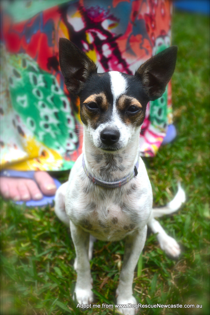 Tinkerbelle ~ mini foxy x (on trial 24/5/15) - Small Female Miniature ...