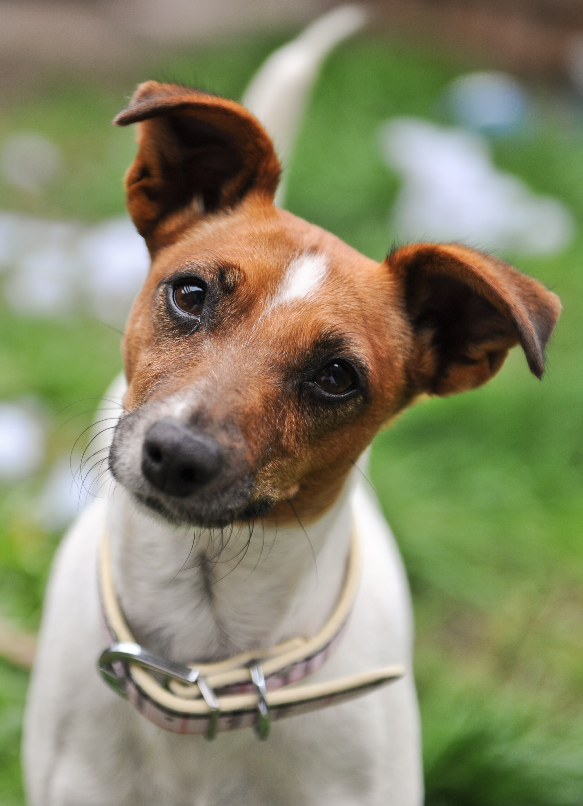 hutchy - Small Female Jack Russell Terrier x Miniature Fox Terrier Mix ...