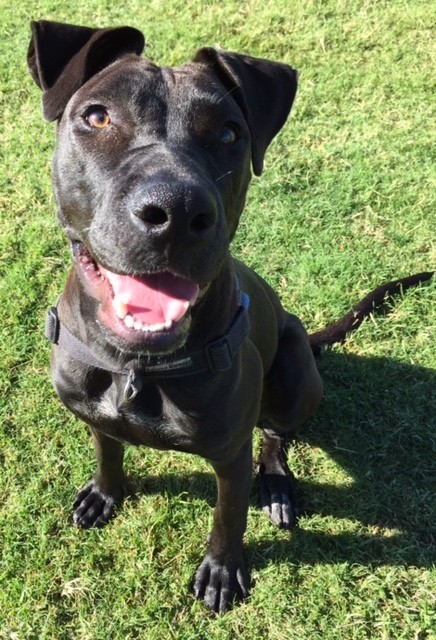 Rouge - Large Female Shar Pei x Labrador Retriever Mix Dog in QLD ...