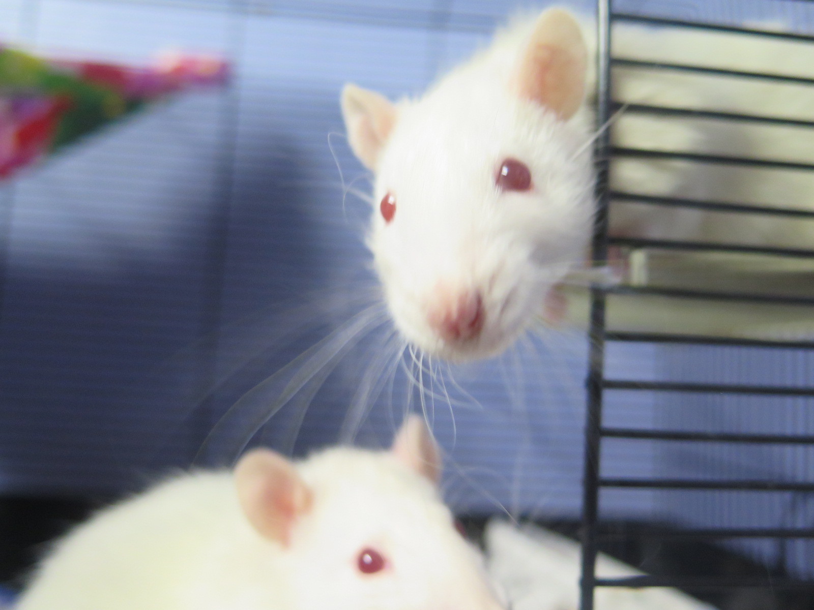 Randal - Male Rat Rodent in ACT - PetRescue